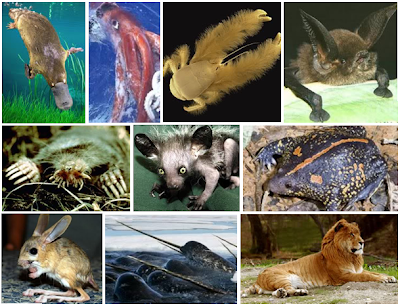 Dal Artikel: 10 Haiwan Paling Pelik dan Unik Di Dunia