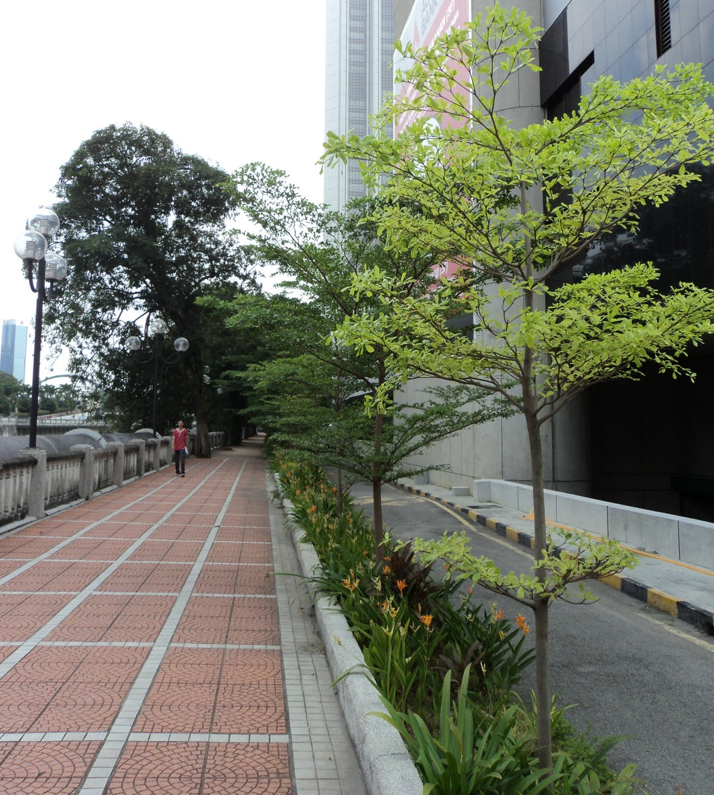 Laman Kambatik Plants list (3rd ed.): Bucida buceras