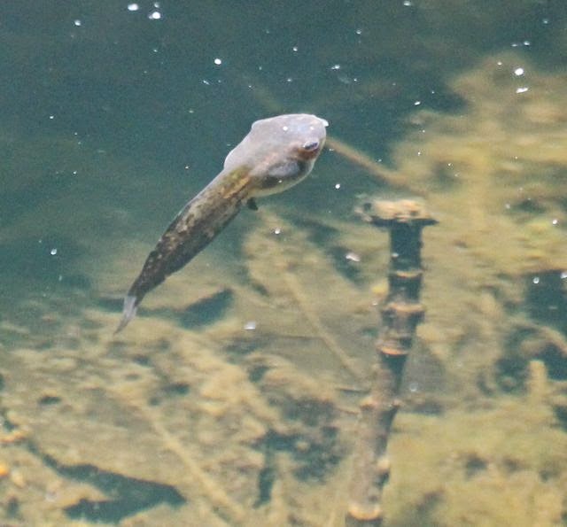 Cottage Country Reflections: Geraldine the bullfrog in the goldfish pond