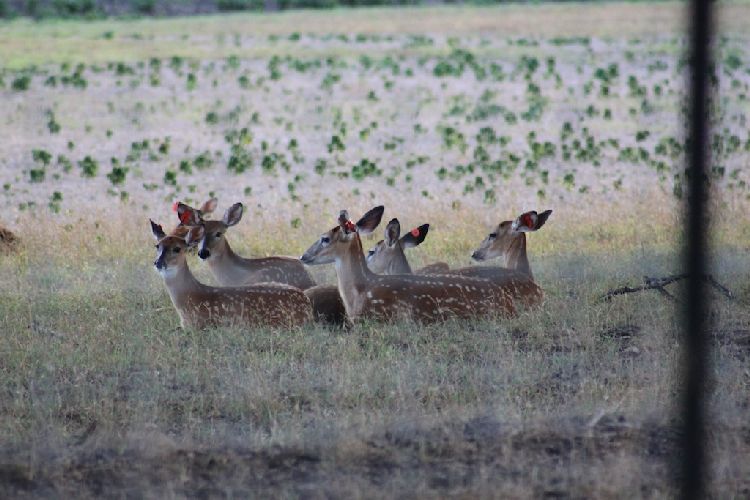 $1,000,000 Deer at the Deer Farm in Leonard, Texas - World Of Technology