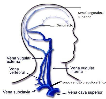 Sistema Circulatorio: Vascularización de cabeza y cuello