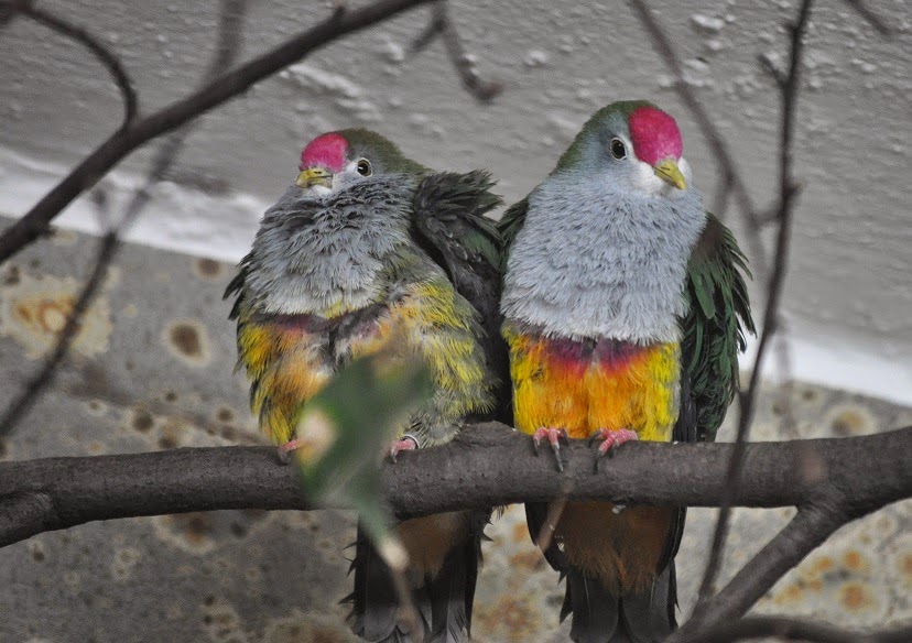 ZOOTOGRAFIANDO (6.100 ANIMALS): TILOPO DE FRENTE ROSADA / BEAUTIFUL ...