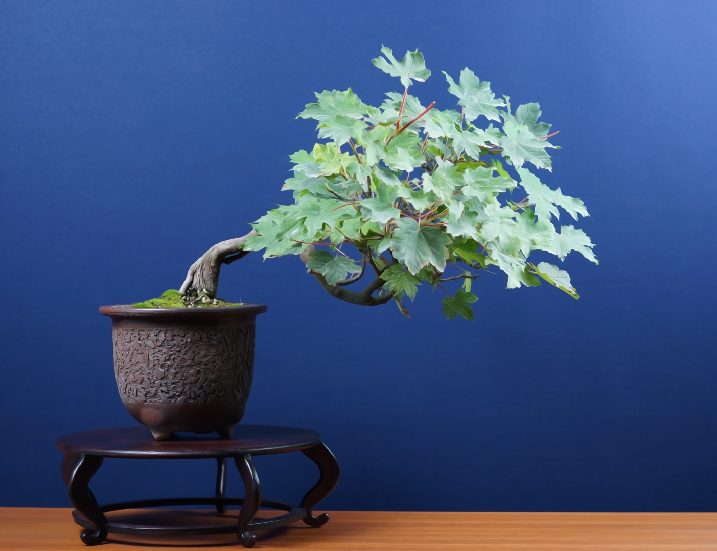 Histoires de Bonsaï: Un Erable Sycomore neagari