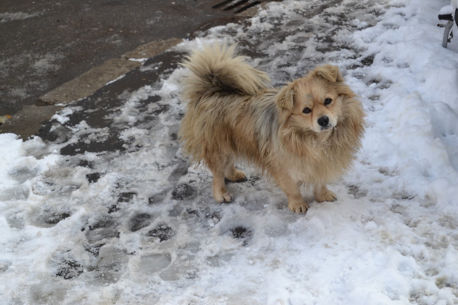 adoptieanimale.ro: catel pt.adoptie