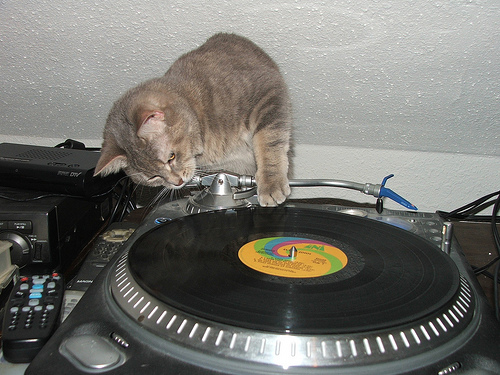 Funny Pictures of Cat and Technology | Amazing Creatures