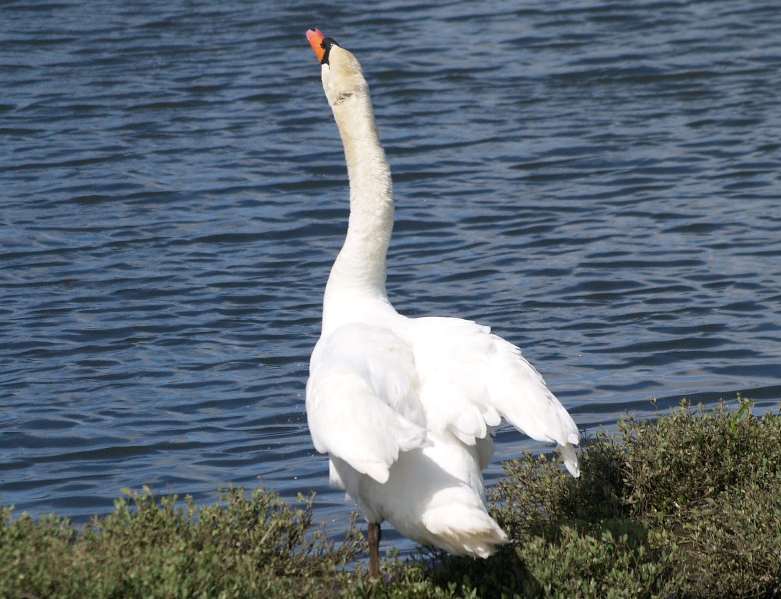 Fotografiando mi Mundo: Cisnes...padres felices y los polluelos ...
