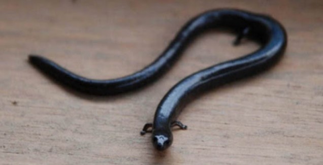 Ya Allah, Dabbah Telah Muncul, Binatang Pesan Tanda Kiamat - GOOD MOTHERS