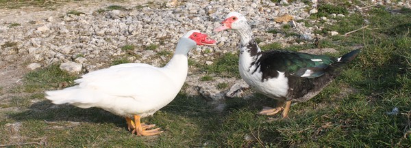 Behind the French Menu: Canard – Duck. Duck on French Menus.