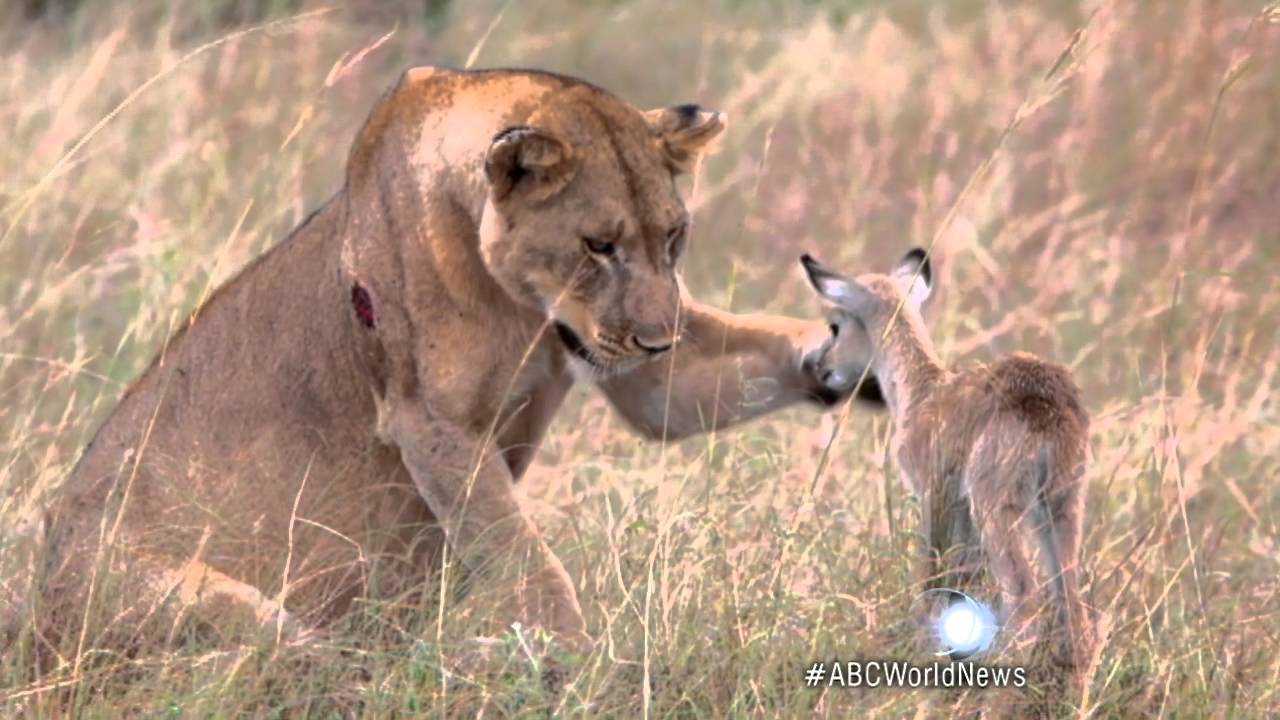 LION CHANNEL: Lion Saves Baby Deer from Hungry Lion