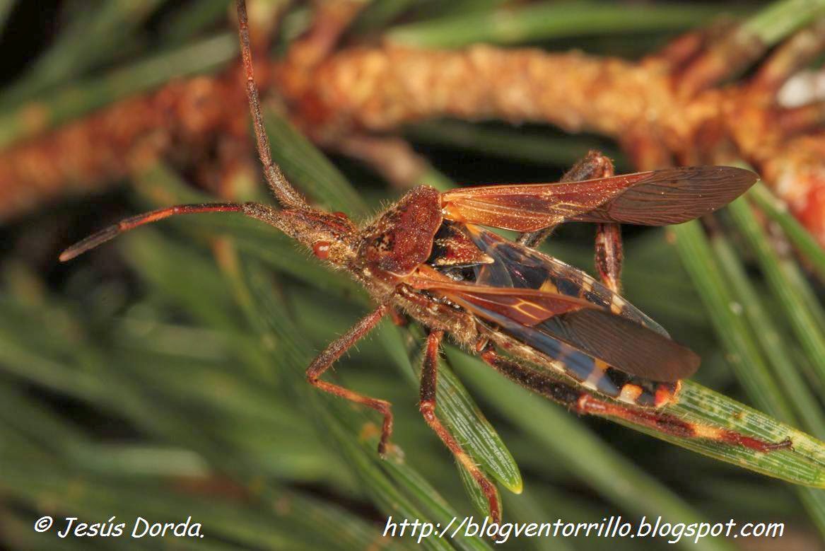 Observatorio de El Ventorrillo: La chinche de los piñones, otra especie ...