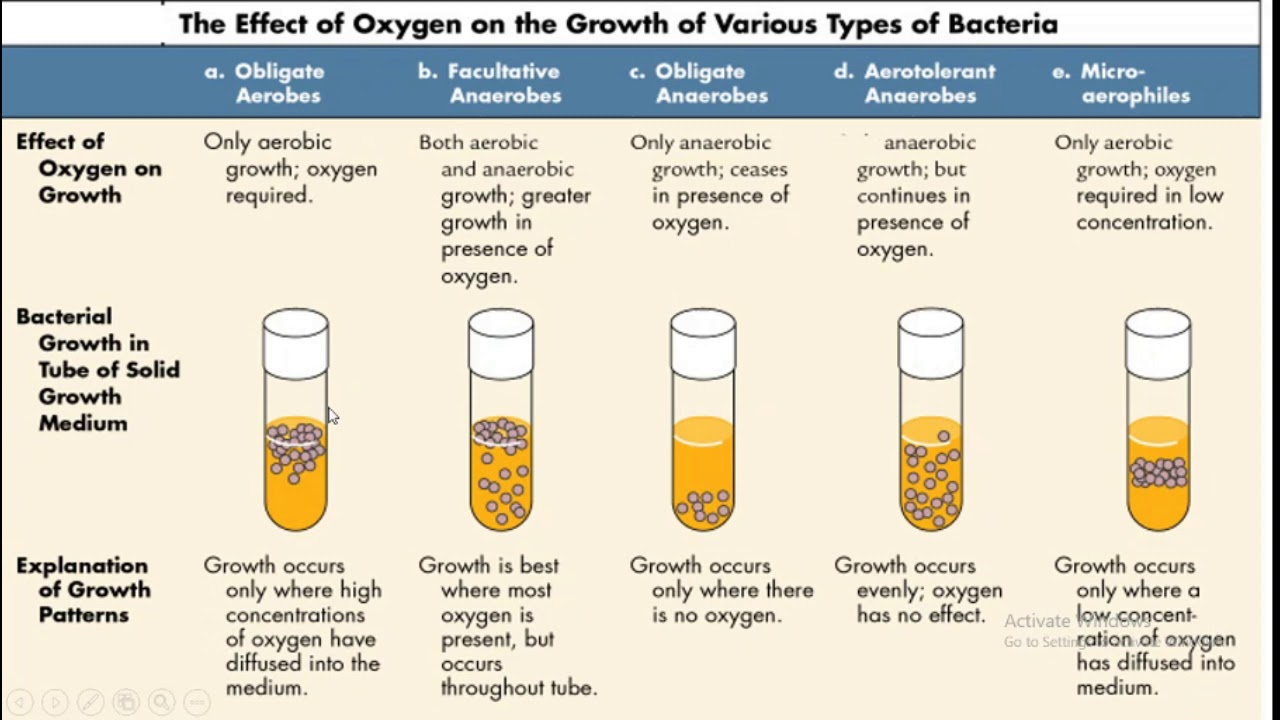 Merlins Micro World: Effect of oxygen on the growth and distribution of ...
