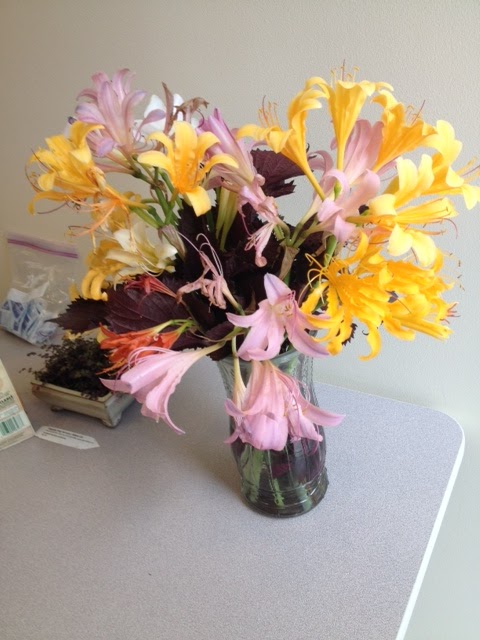 My Virtual Maryland Garden: Lycoris in the hands of our lycoris king
