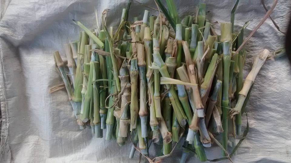 SUPER Napier in Tamil nadu