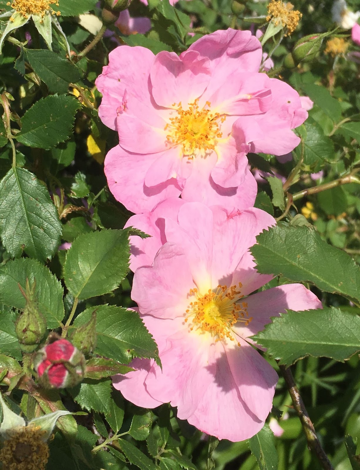 Garden Musings: Griffith Buck Rose