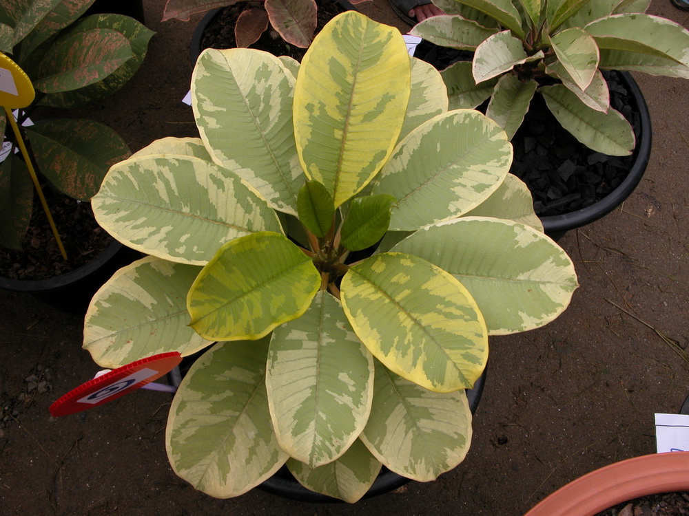 Natural, Chimeral and Viral Variegation (Splash) in Plumeria