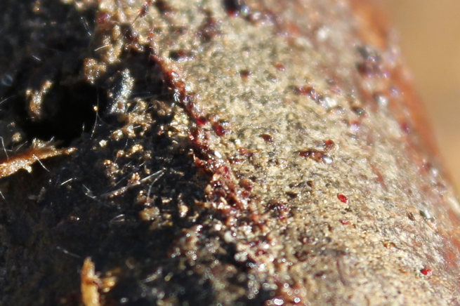 Comprehensive Guide to Red Mite Dermanyssus gallinae - Identification ...