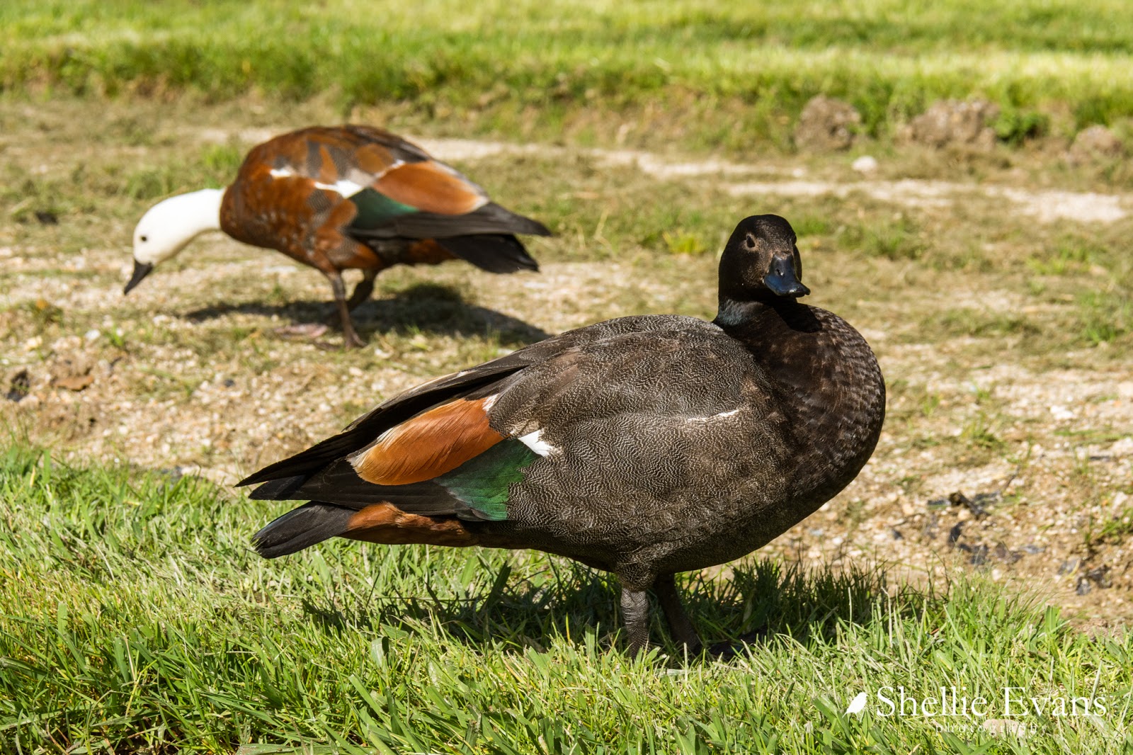 Two Go Tiki Touring: Totaranui- Bird Antics