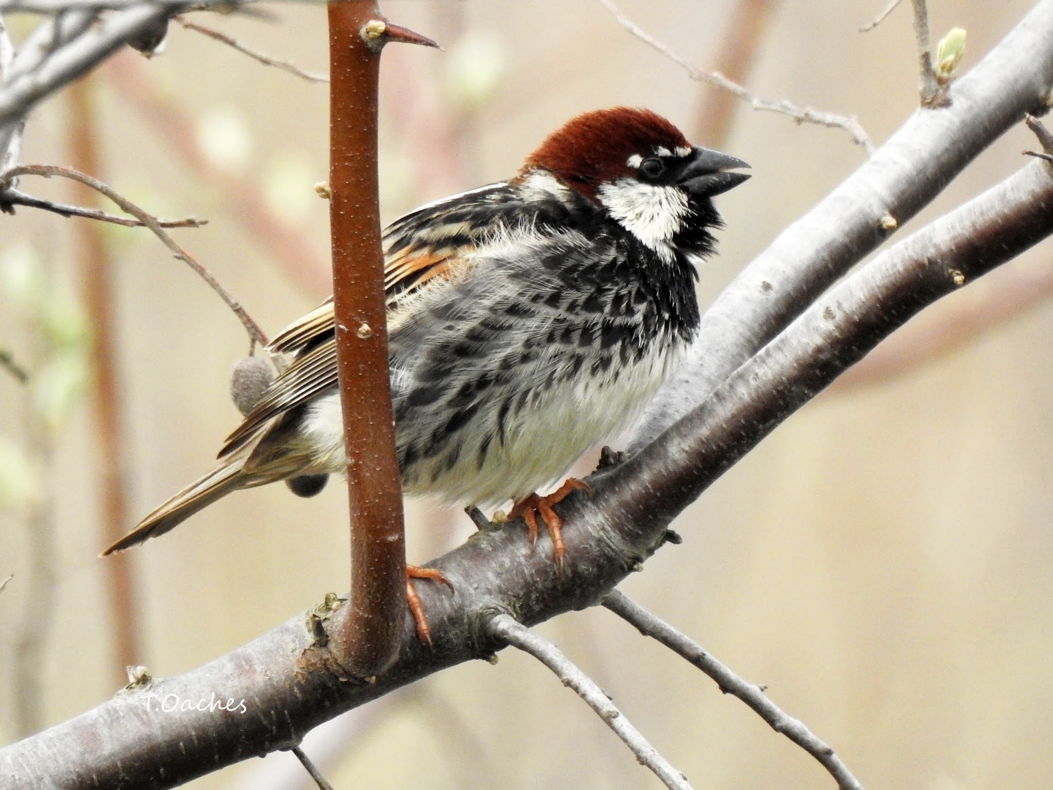 PASARI DIN ROMANIA: VRABIE NEGRICIOASA, Passer hispaniolensis