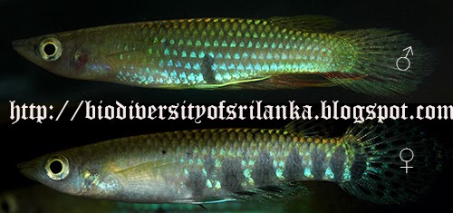 Biodiversity of Sri Lanka: උඩ හඳයා [Uda Handhaya]/Day's Killifish ...