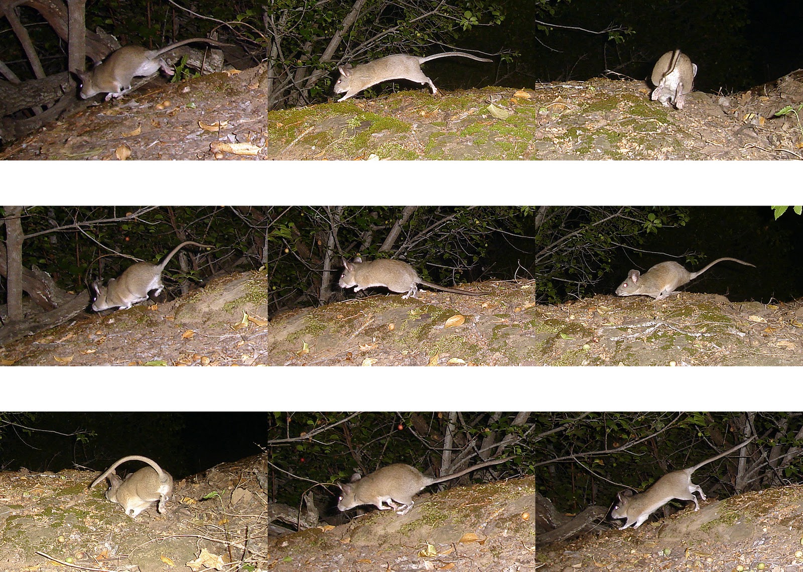 Camera Trap Codger: A windfall of cherries