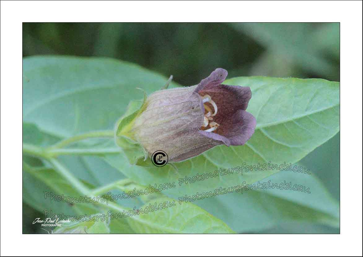 Belladone. Plantes Toxiques. Article 2018 065