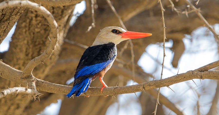 Birds of Saudi Arabia: Bottom of Raydah Escarpment in summer