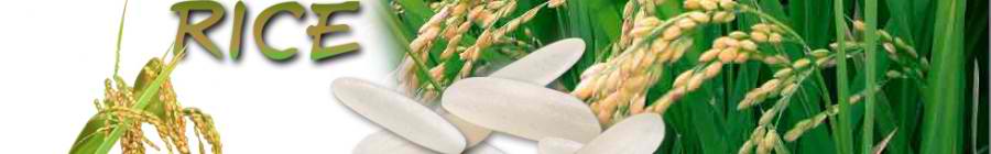 Trusted Rice Grains Dealers - Guimba: List of NFA's licenced grains ...