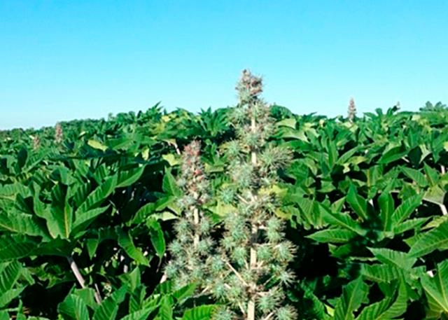 AGRICULTURA NO BRASIL: Implantação da Cultura da Mamona