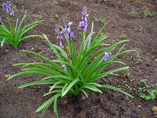 Flowers: Hyacinthoides non-scripta (Common Blue Bell / Blue Bell)