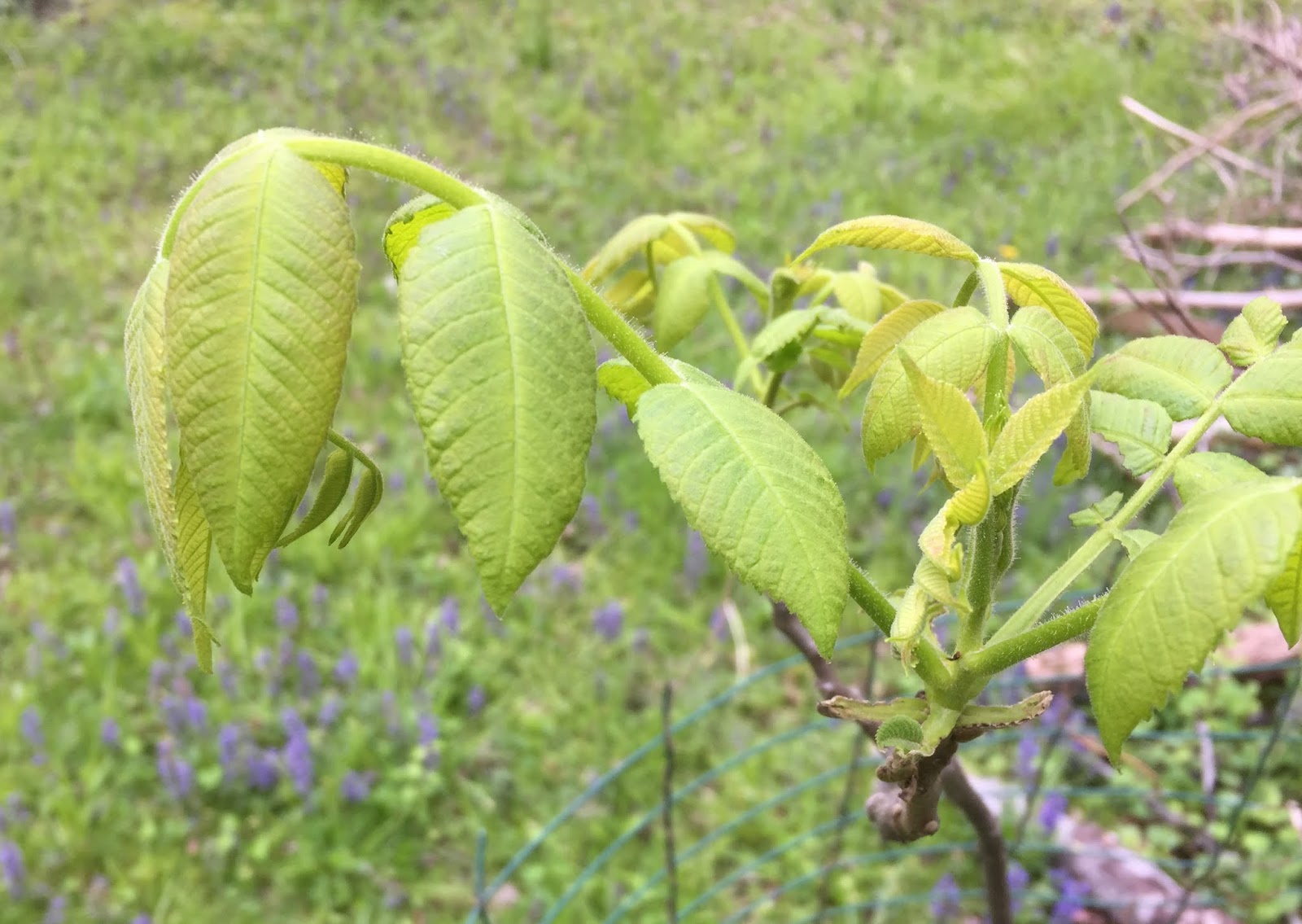 Princeton Nature Notes: Resurrecting the Butternut Tree