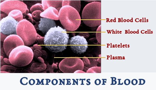 Components of Blood