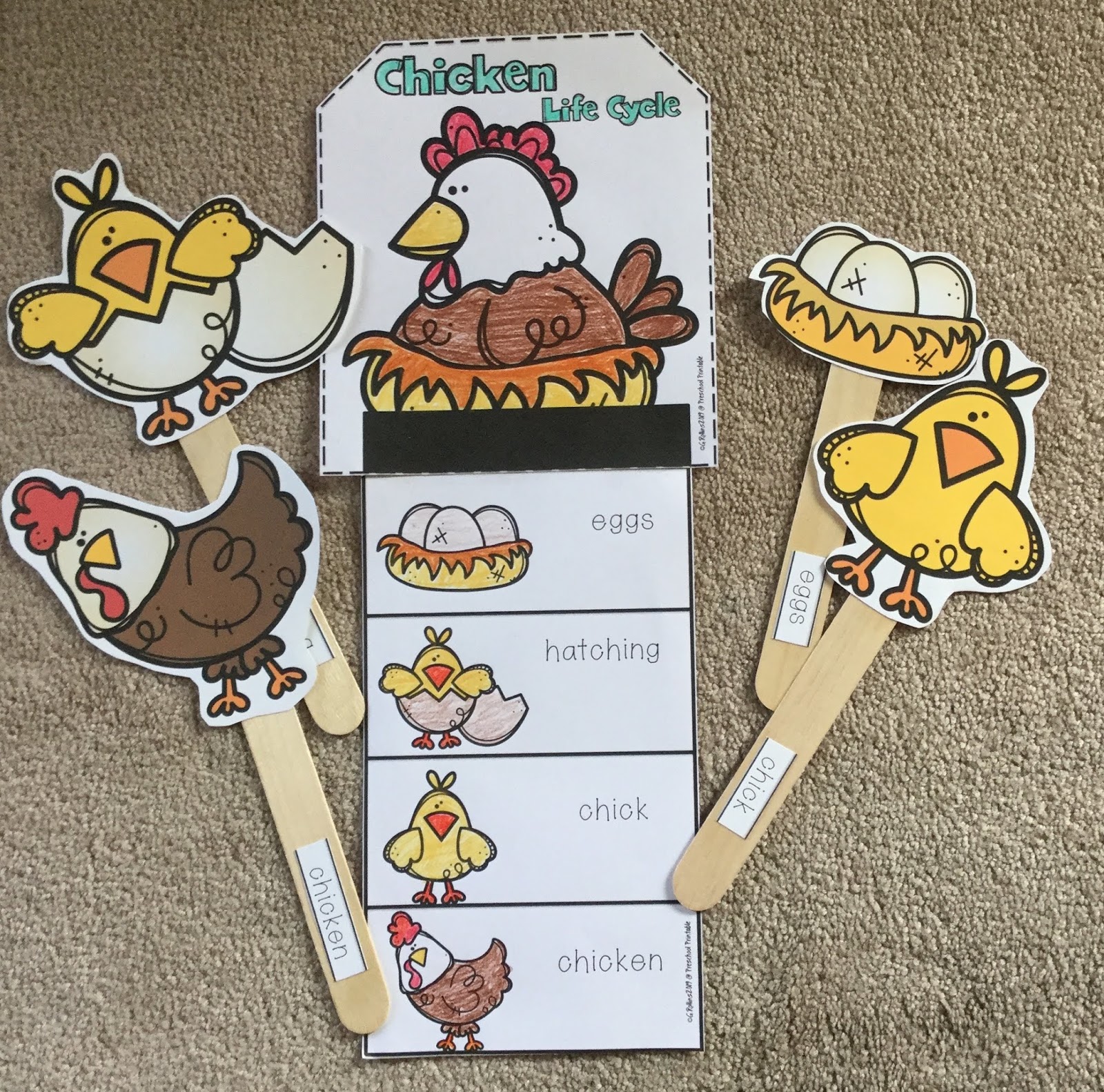 Life Cycle Of A Chicken Craft