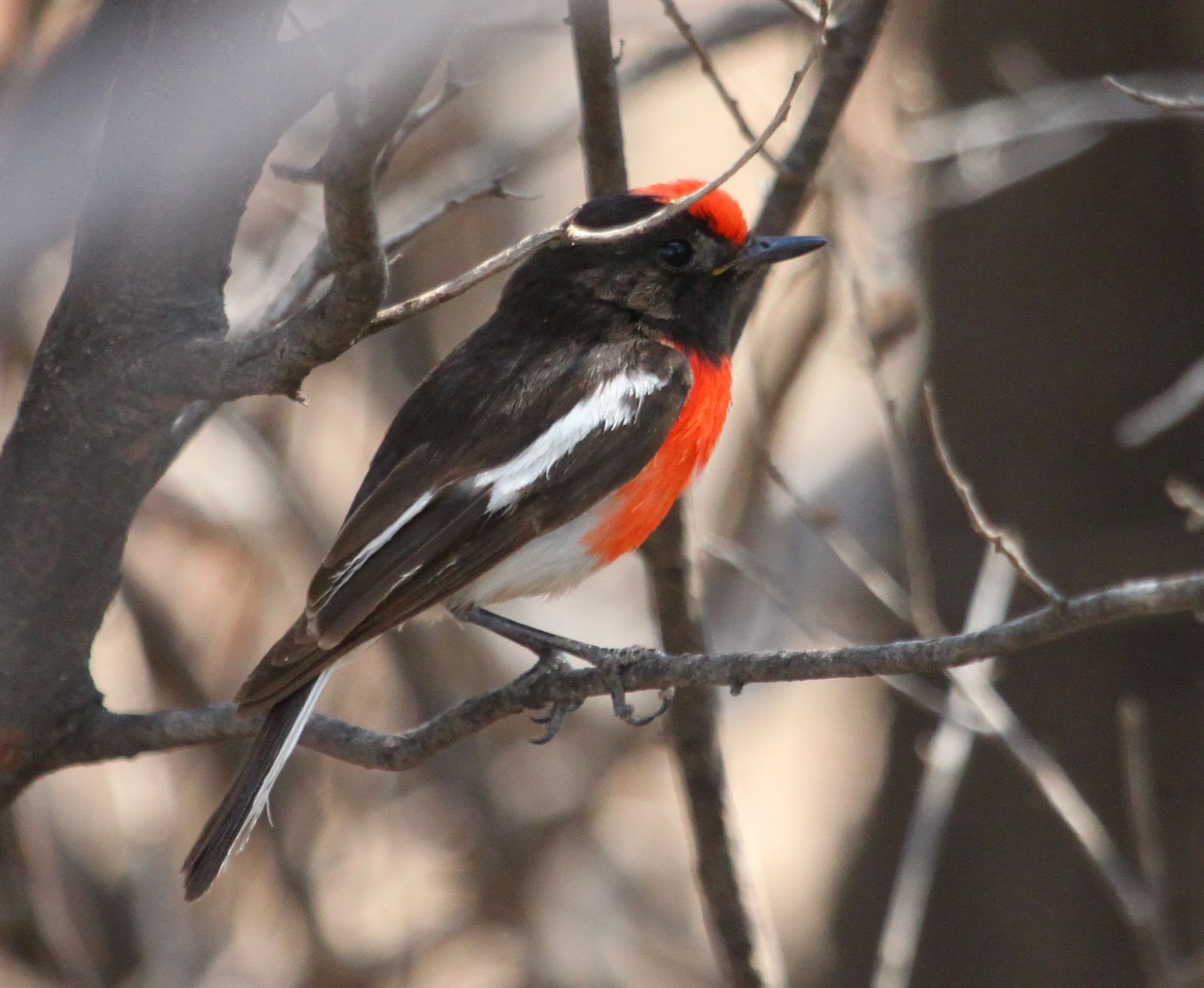 Richard Waring's Birds of Australia: Red-capped Robin and a Camel, that ...