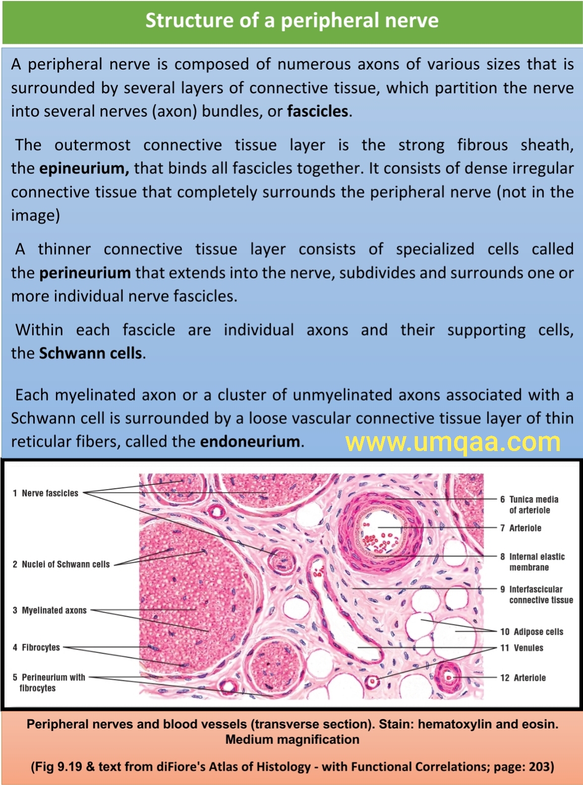 What are the causes of thickened peripheral nerve?