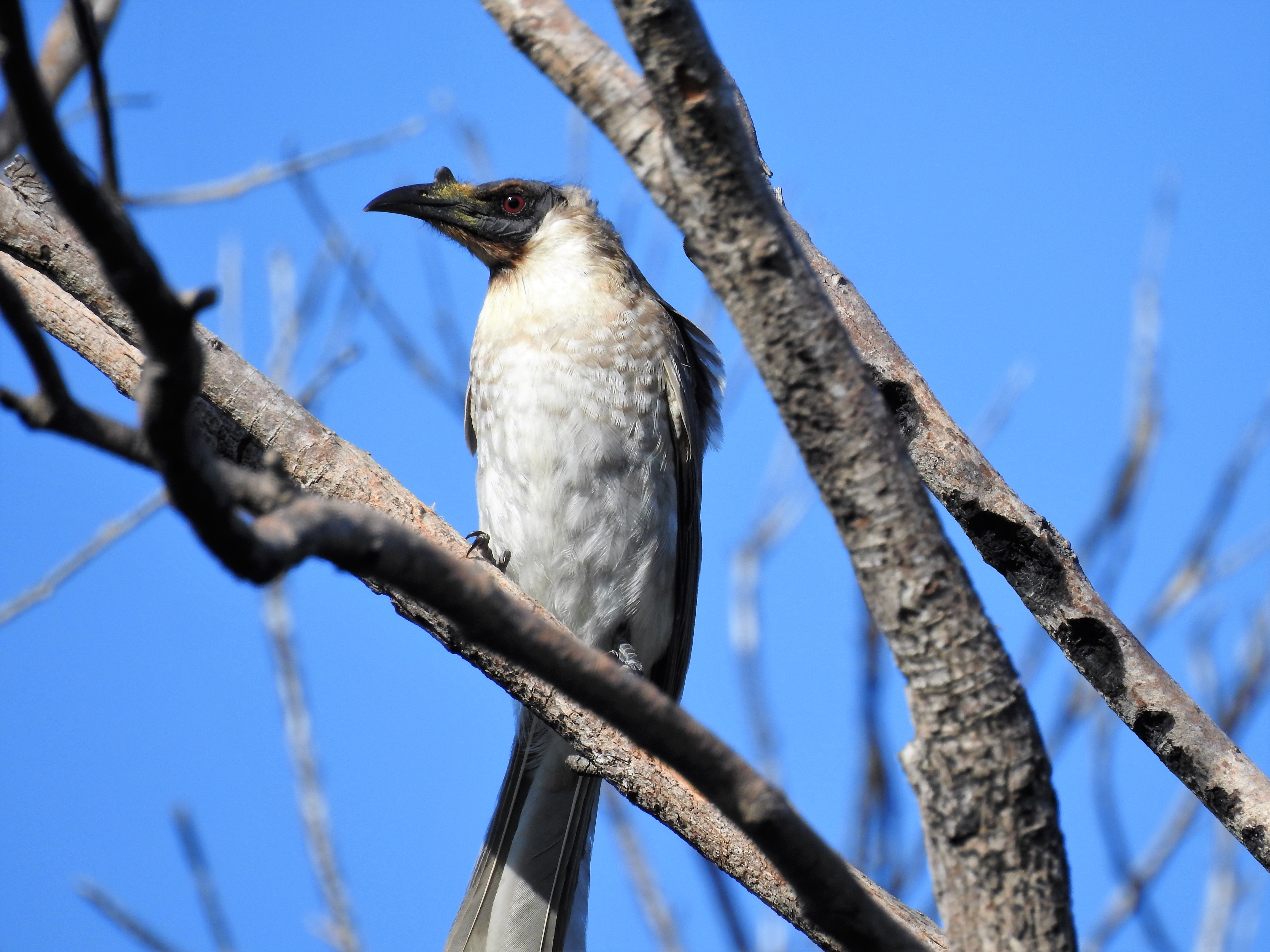 Birding - Tweed Heads - Australia: Tweed Bird List with Photos