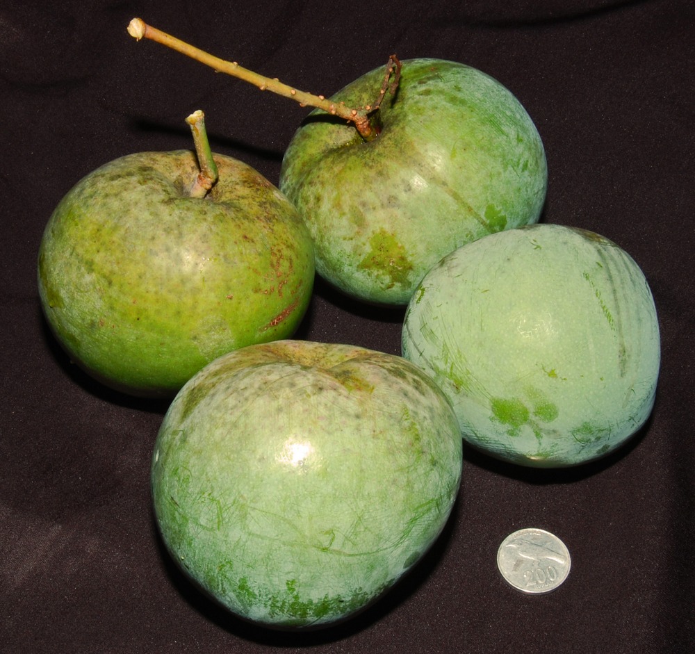 buah-buahan tempatan: apa2 jew tentang mangga.....