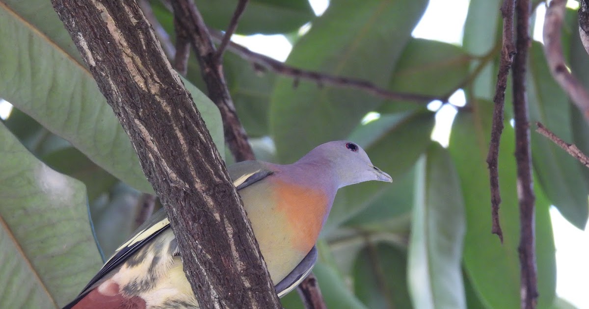 Pink-necked Green-Pigeon / Punai Gading