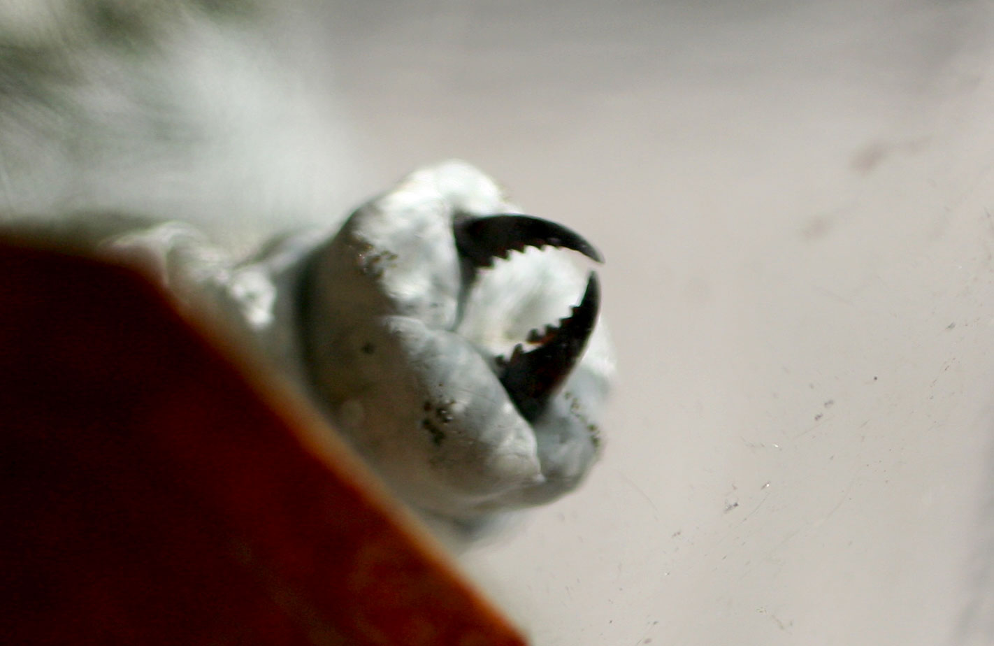 Louisville Fossils and Beyond: Dec 15, 2017