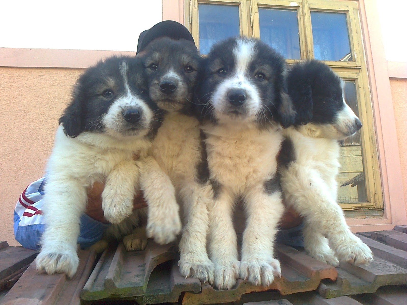 Ciobanesc Romanesc De Bucovina