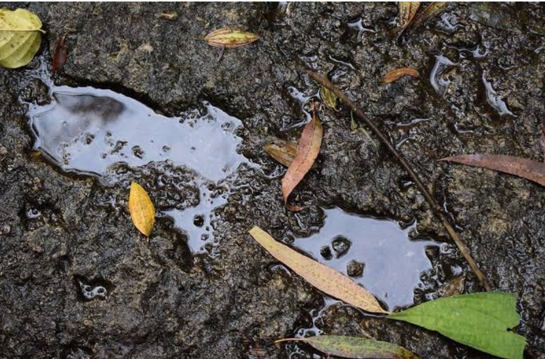 Humus : Pengertian, Ciri-ciri, Manfaat dan Proses Terbentuknya Tanah Humus