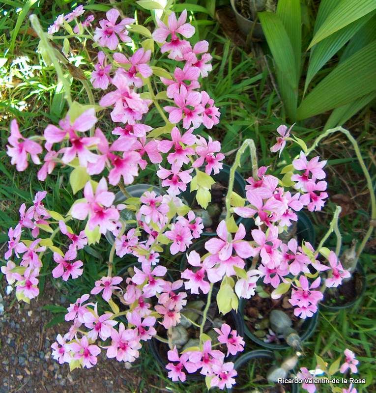 Ricardo's Blog, : Calanthe rubens Ridl. 1890, a deciduous terrestrial ...