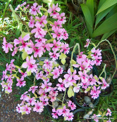 Ricardo's Blog, : Calanthe rubens Ridl. 1890, a deciduous terrestrial ...