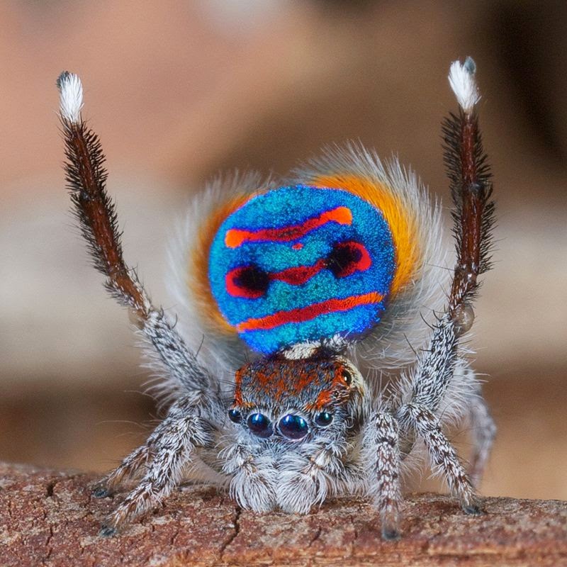The Eat Words Diet: Peacock Spider
