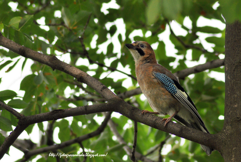 In linii mari: Garrulus glandarius (Gaita)