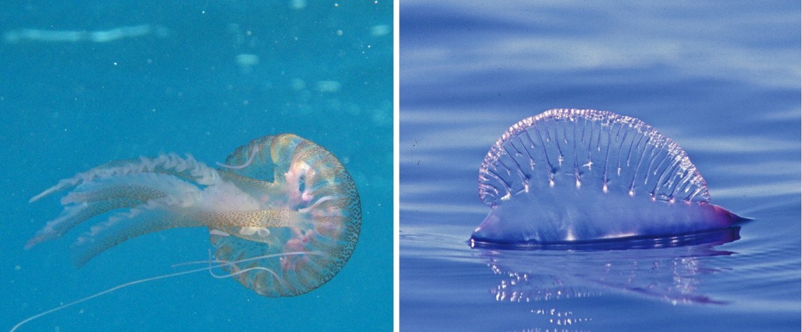 Portal do Mar: Alforrecas e caravelas-portuguesas: distinga-as e ...