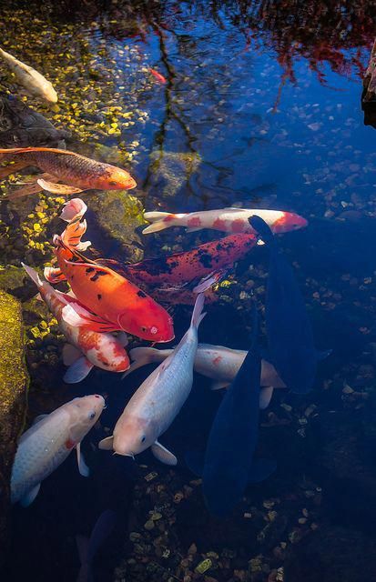 Facts about Koi fish