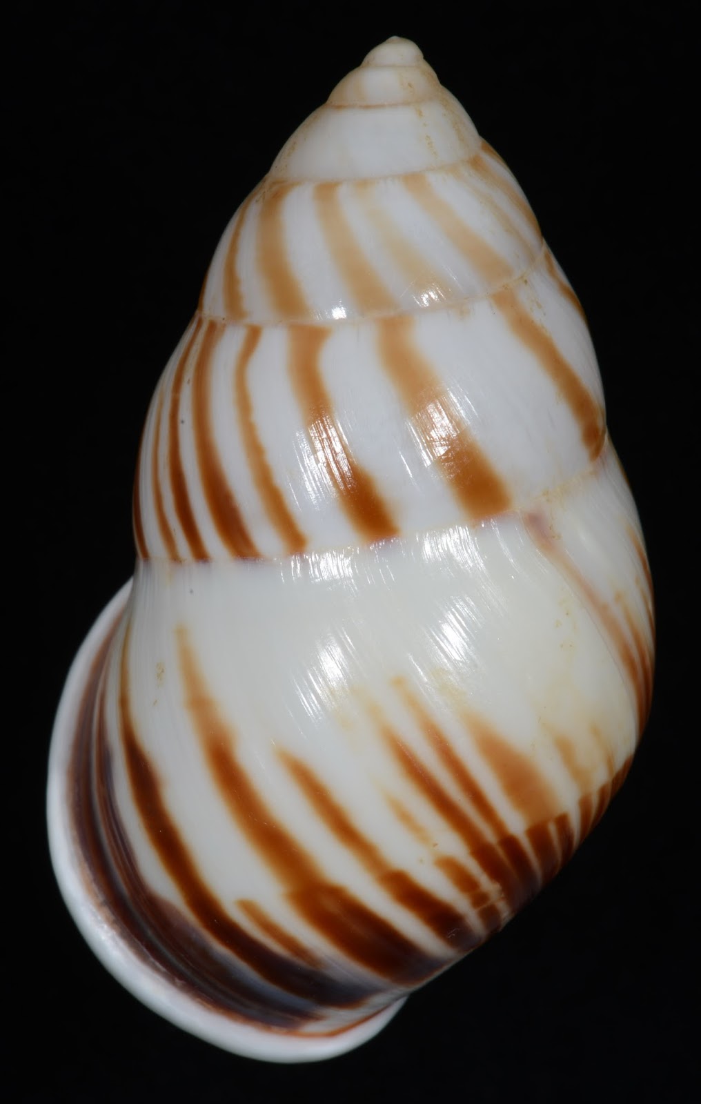 Dr. Lee's Gallery Museum: Amphidromus perversus borneensis 47.25mm