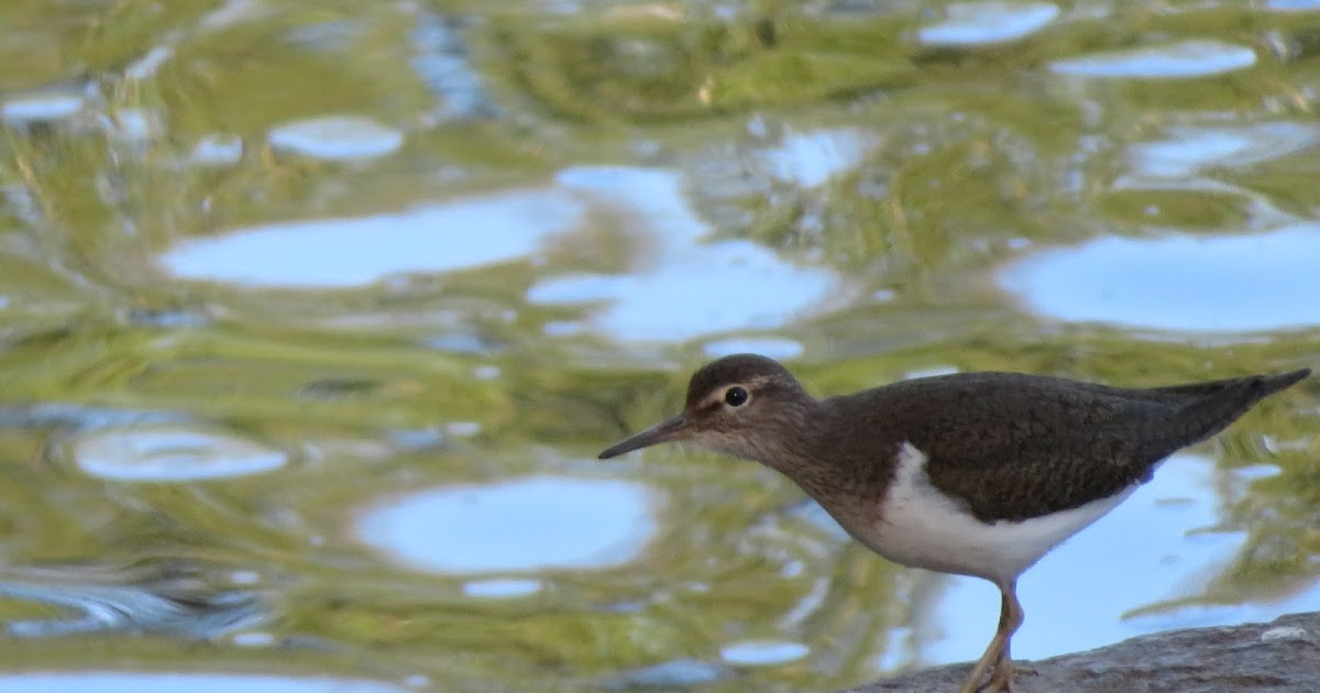 Seijan luontokirja: Rantasipi