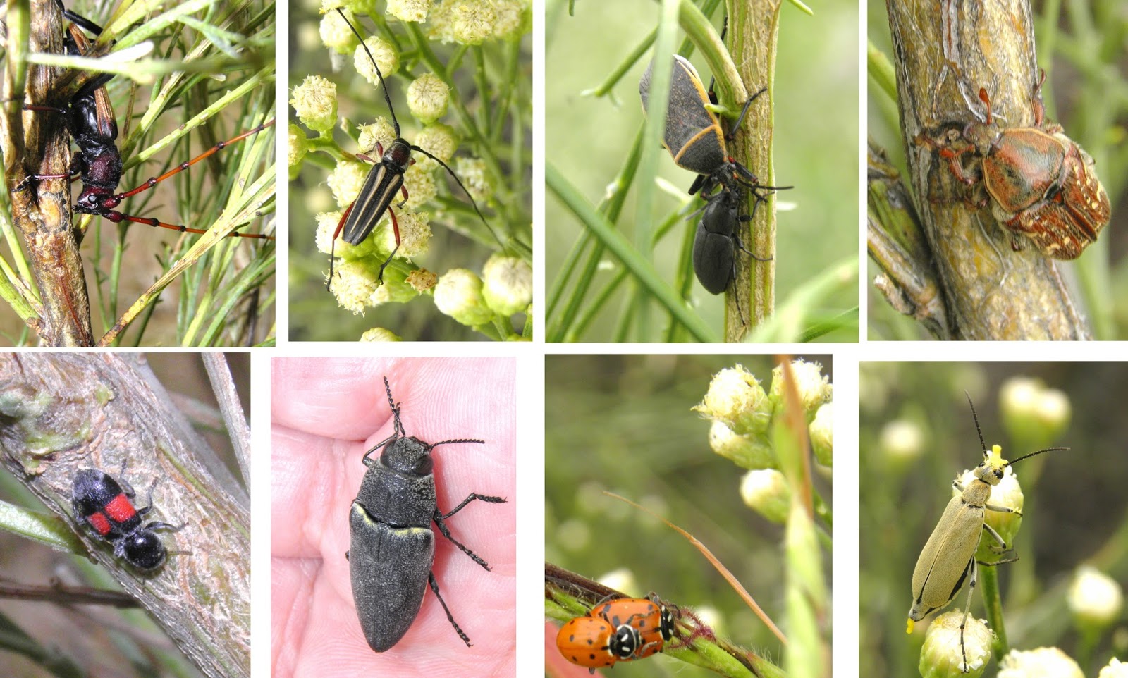 Arizona: Beetles, Bugs, Birds and more: 34 species of insects on Desert ...