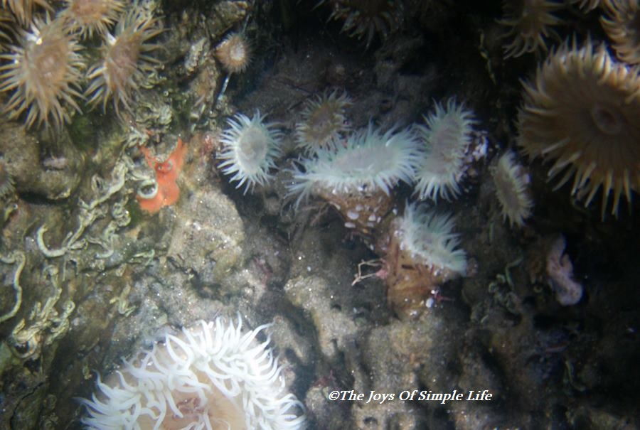 The Joys of Simple Life: Sea Anemone